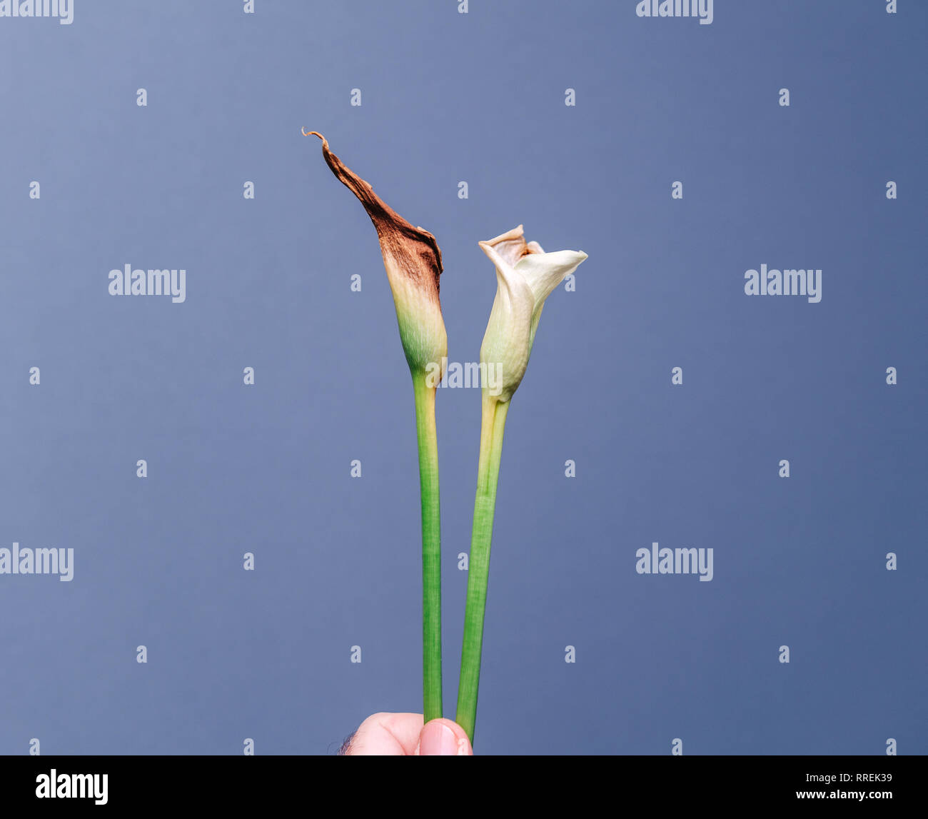 Man hand holding two dead calla flower against colorful background ...