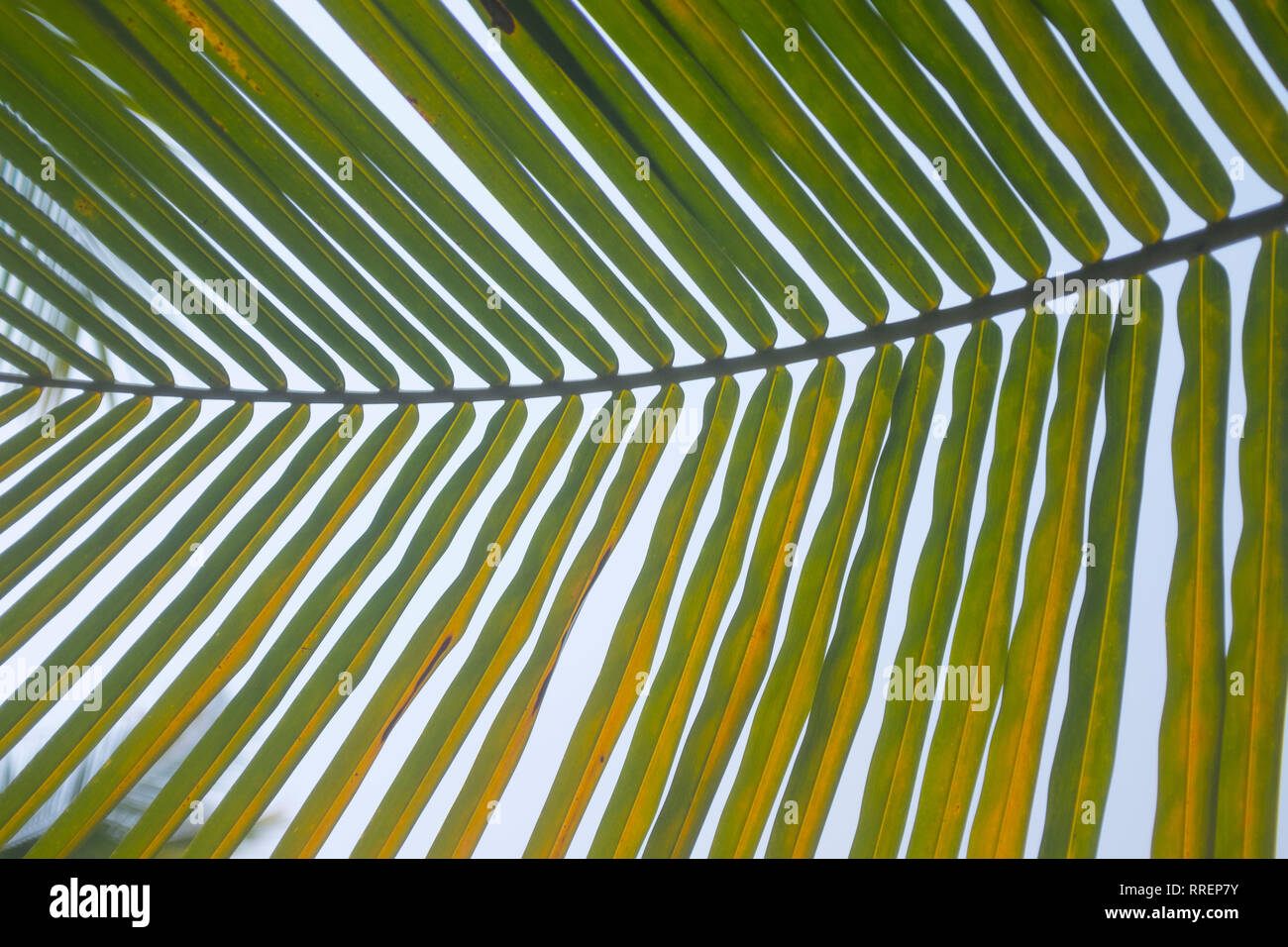 Tropical background and texture Stock Photo - Alamy