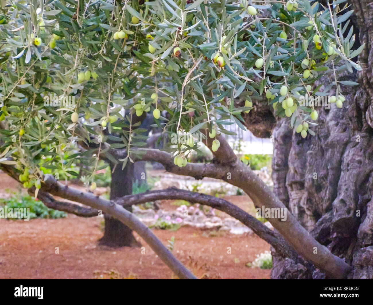 Olive tree in a park in jerusalem. Olive tree in a park in jerusalem ...