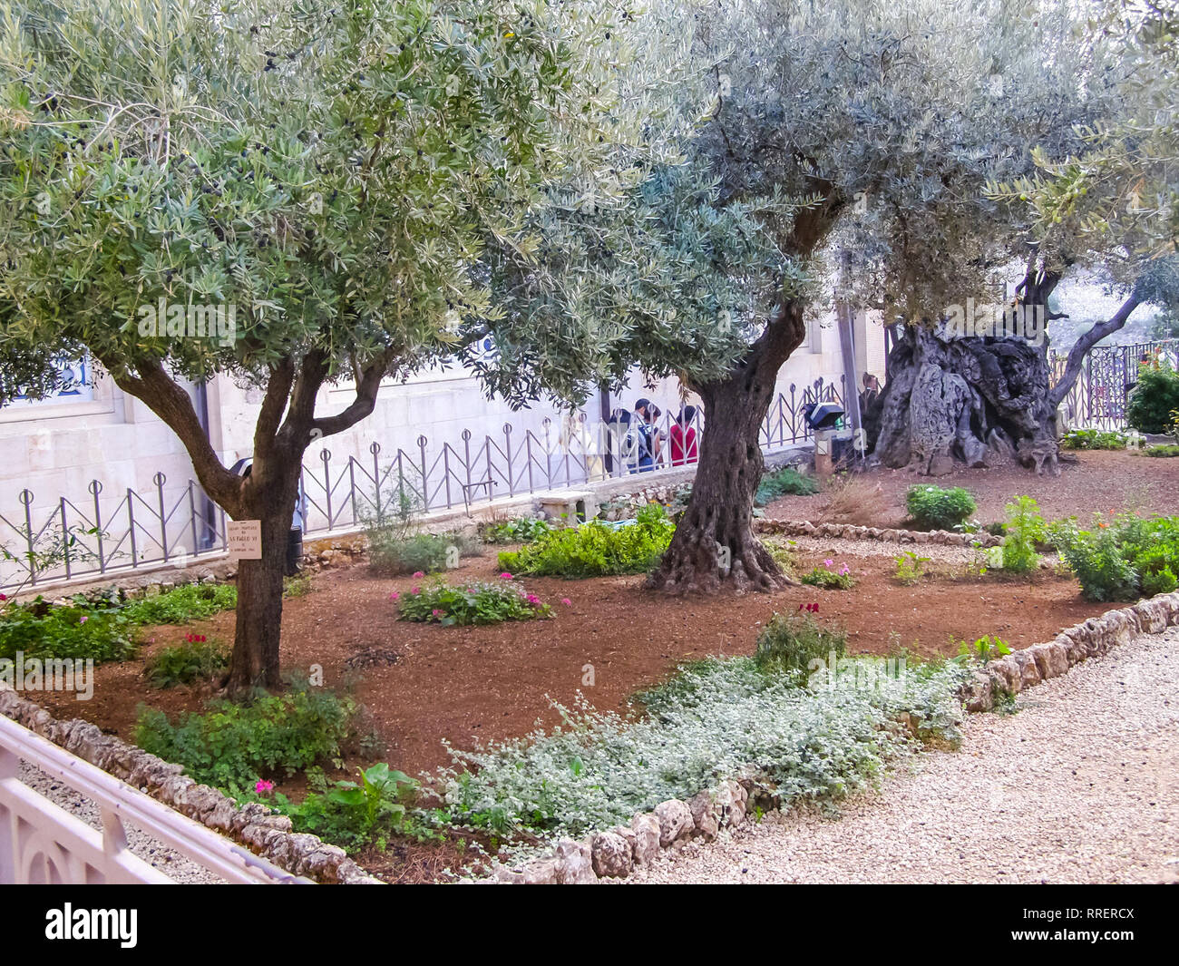 Olive tree in a park in jerusalem. Olive tree in a park in jerusalem ...