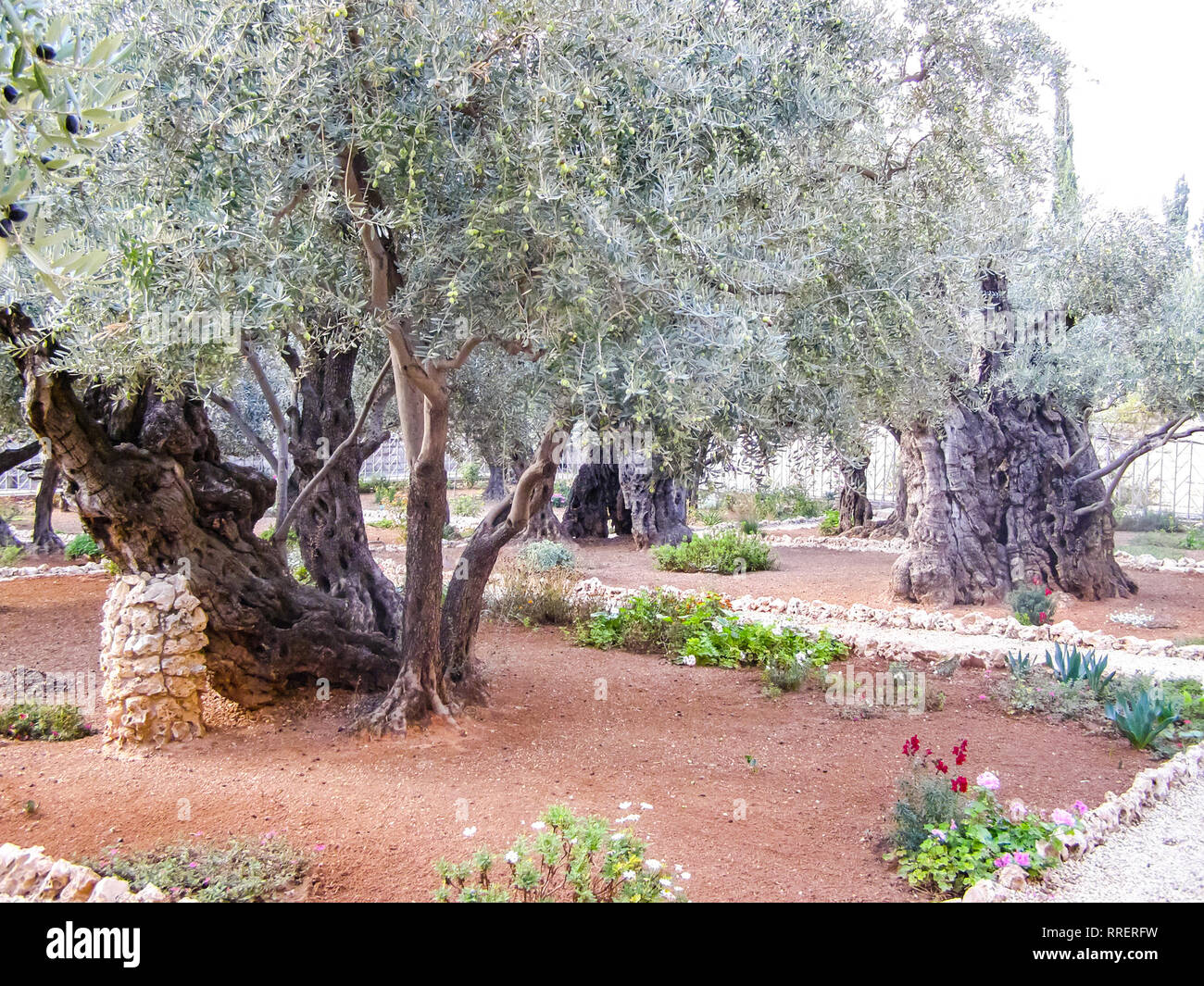Olive tree in a park in jerusalem. Olive tree in a park in jerusalem ...