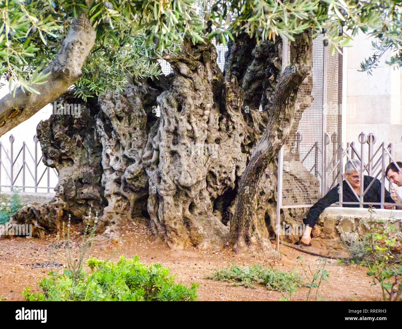 Olive tree in a park in jerusalem. Olive tree in a park in jerusalem ...