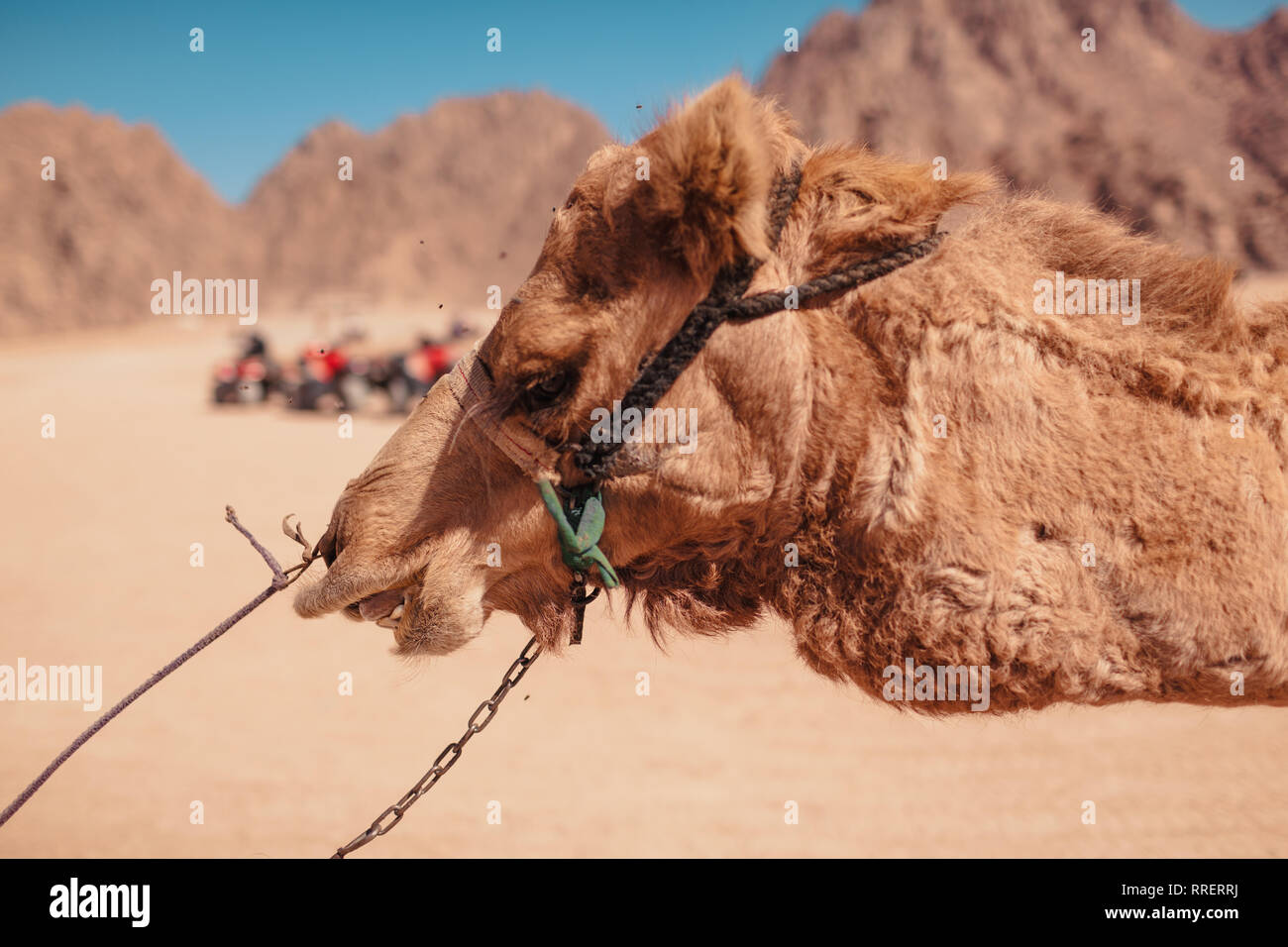 Tired and exhausted camel walking in Sinai desert pulled with rope ...