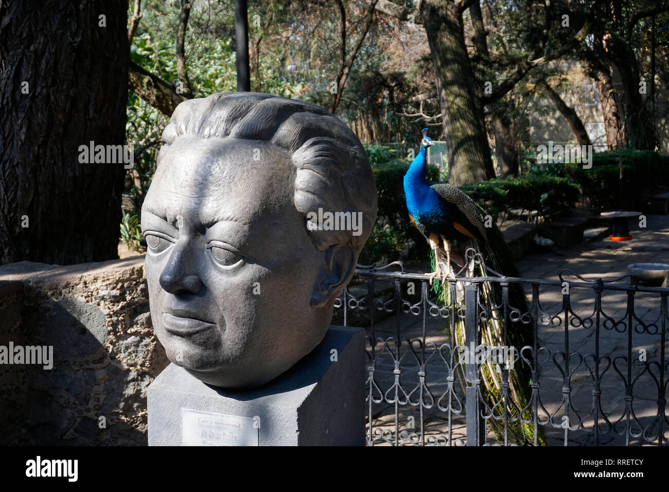 "Monumental head" of Diego Rivera at the Dolores Olmedo museum ...