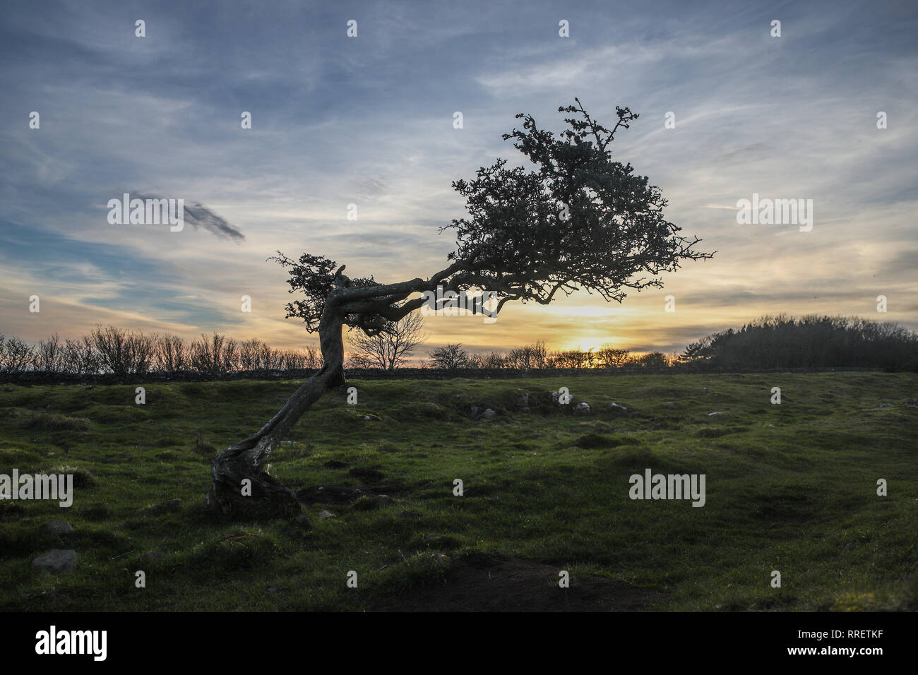 Sheep on hadrians wall hi-res stock photography and images - Alamy