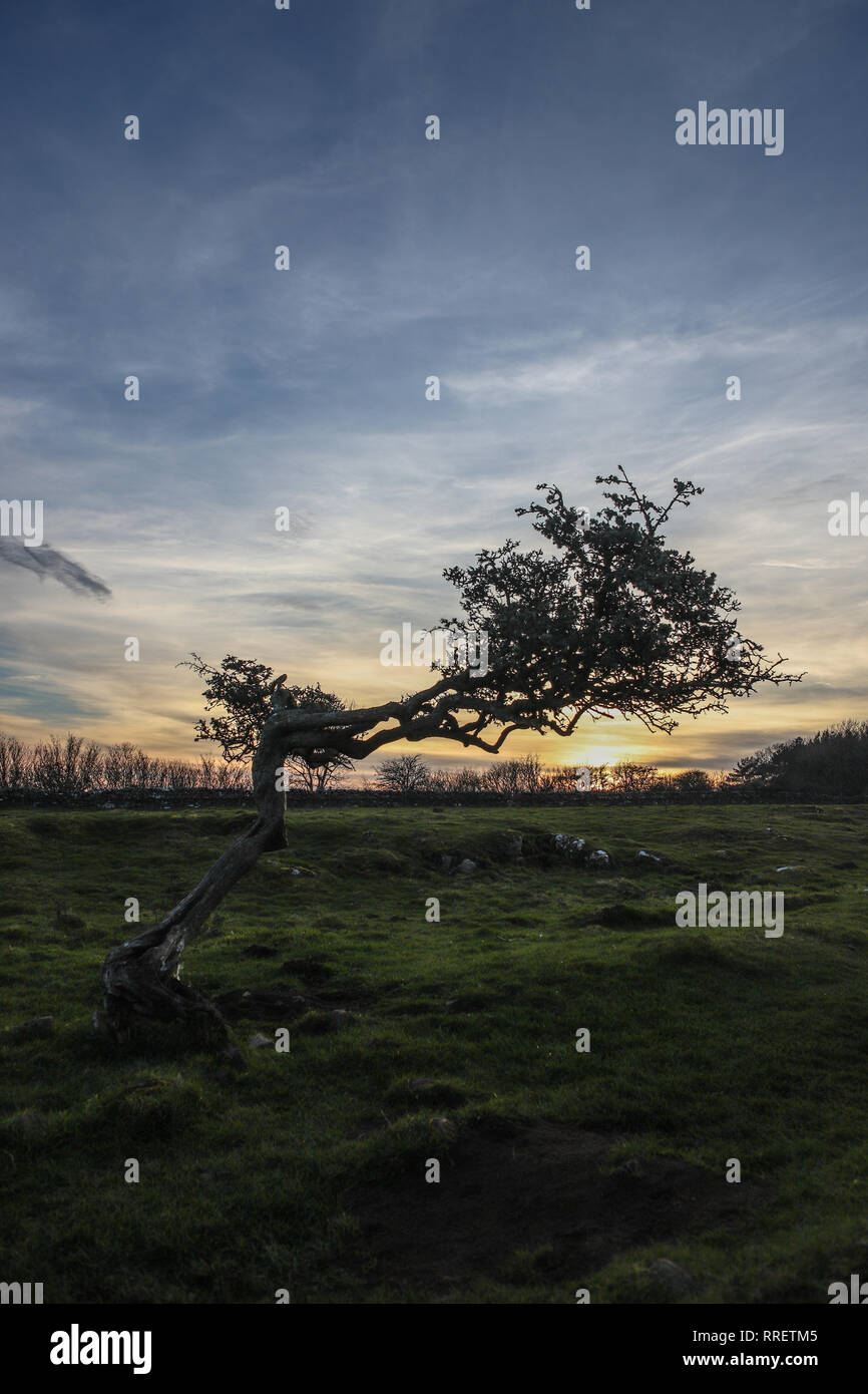 Hawthorn tree on hadrians wall Stock Photo - Alamy