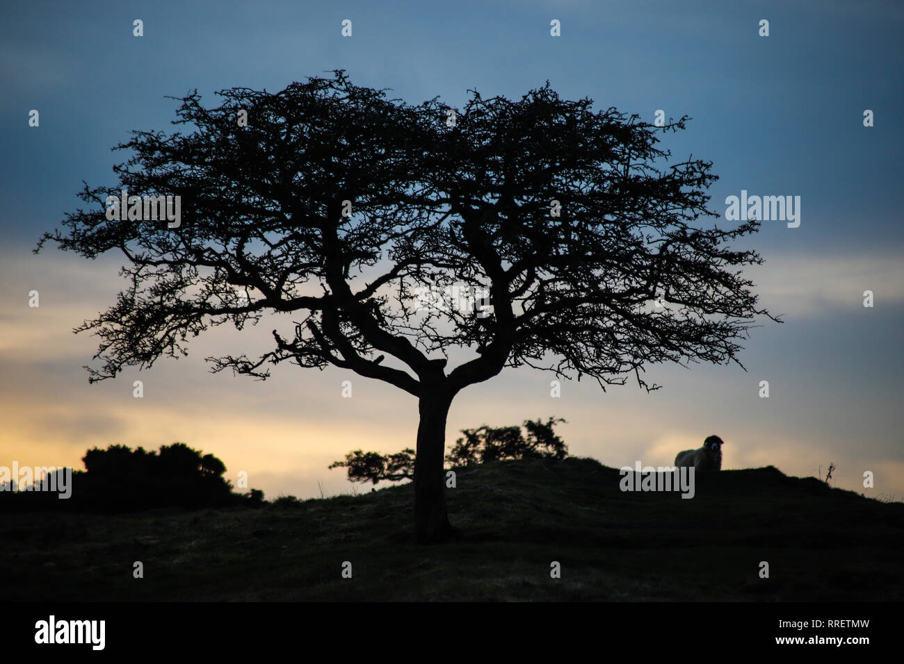 Hawthorn tree on hadrians wall Stock Photo - Alamy