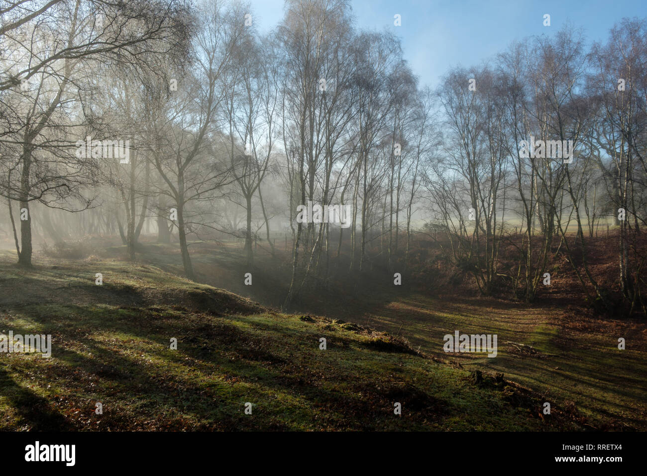 Misty Morning Denny Wood The New Forest Hampshire England Stock Photo ...