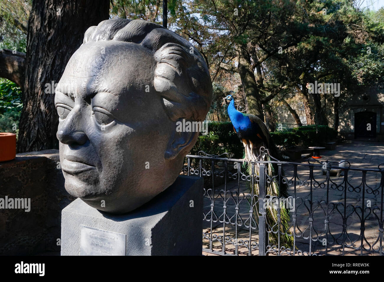 "Monumental head" of Diego Rivera at the Dolores Olmedo museum ...