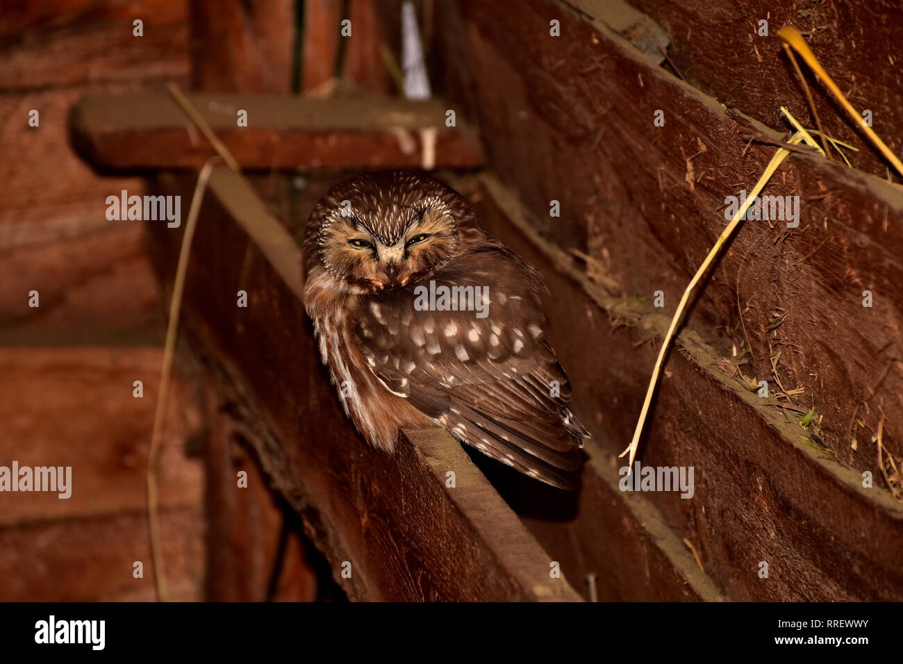 Northern Pygmy Owl roosting in a hay shed Stock Photo - Alamy