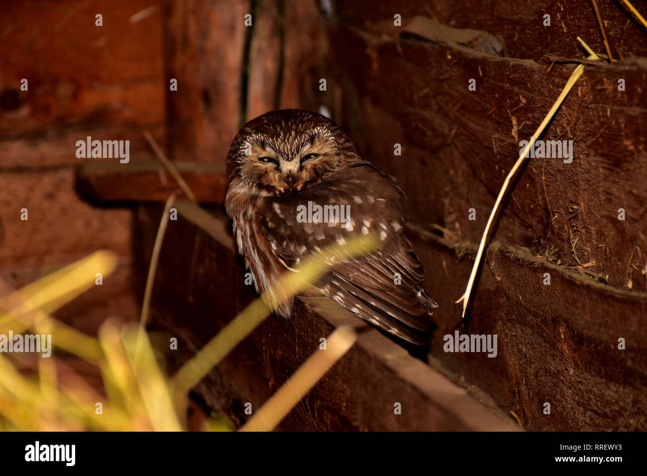 Northern Pygmy Owl roosting in a hay shed Stock Photo - Alamy