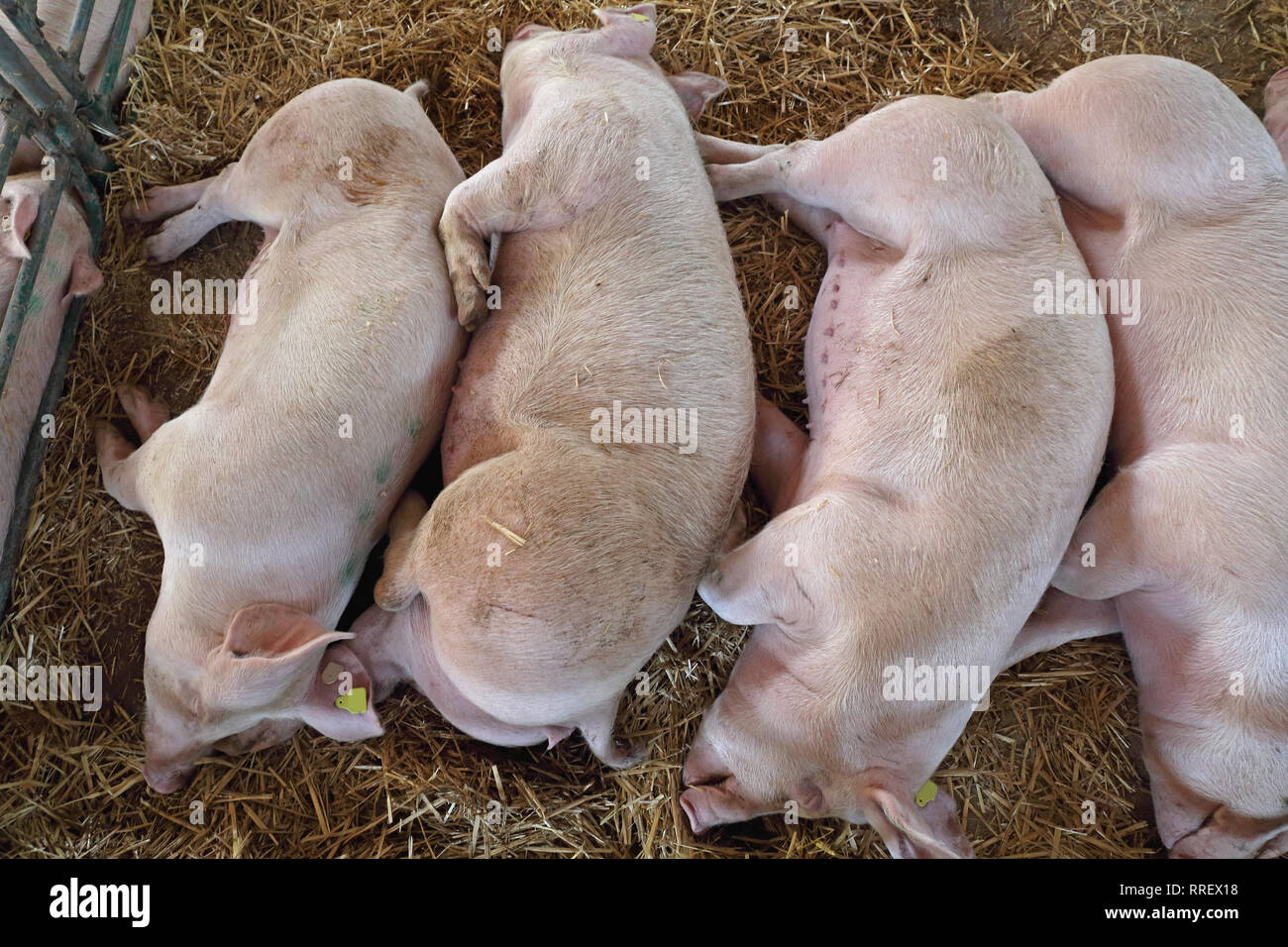 Dead Pigs in Parlor at Farm Stock Photo - Alamy