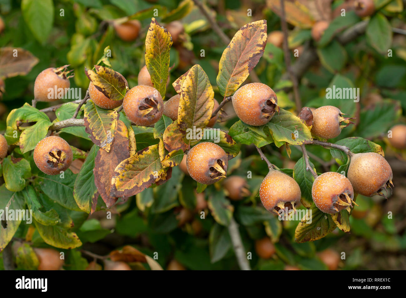 Common medlar, fruits on tree - Mespilus germanica Stock Photo - Alamy