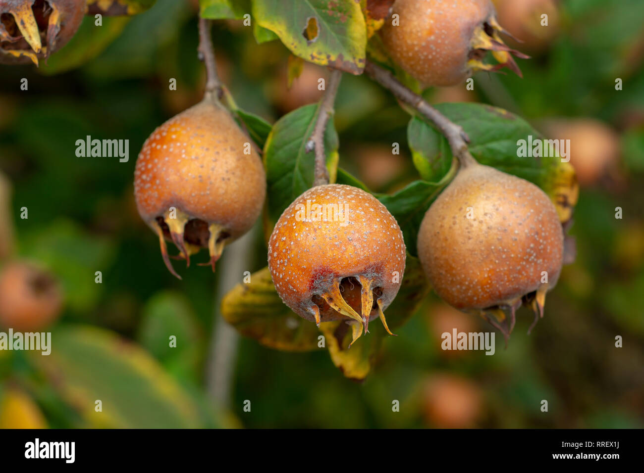 Common medlar, fruits on tree - Mespilus germanica Stock Photo - Alamy