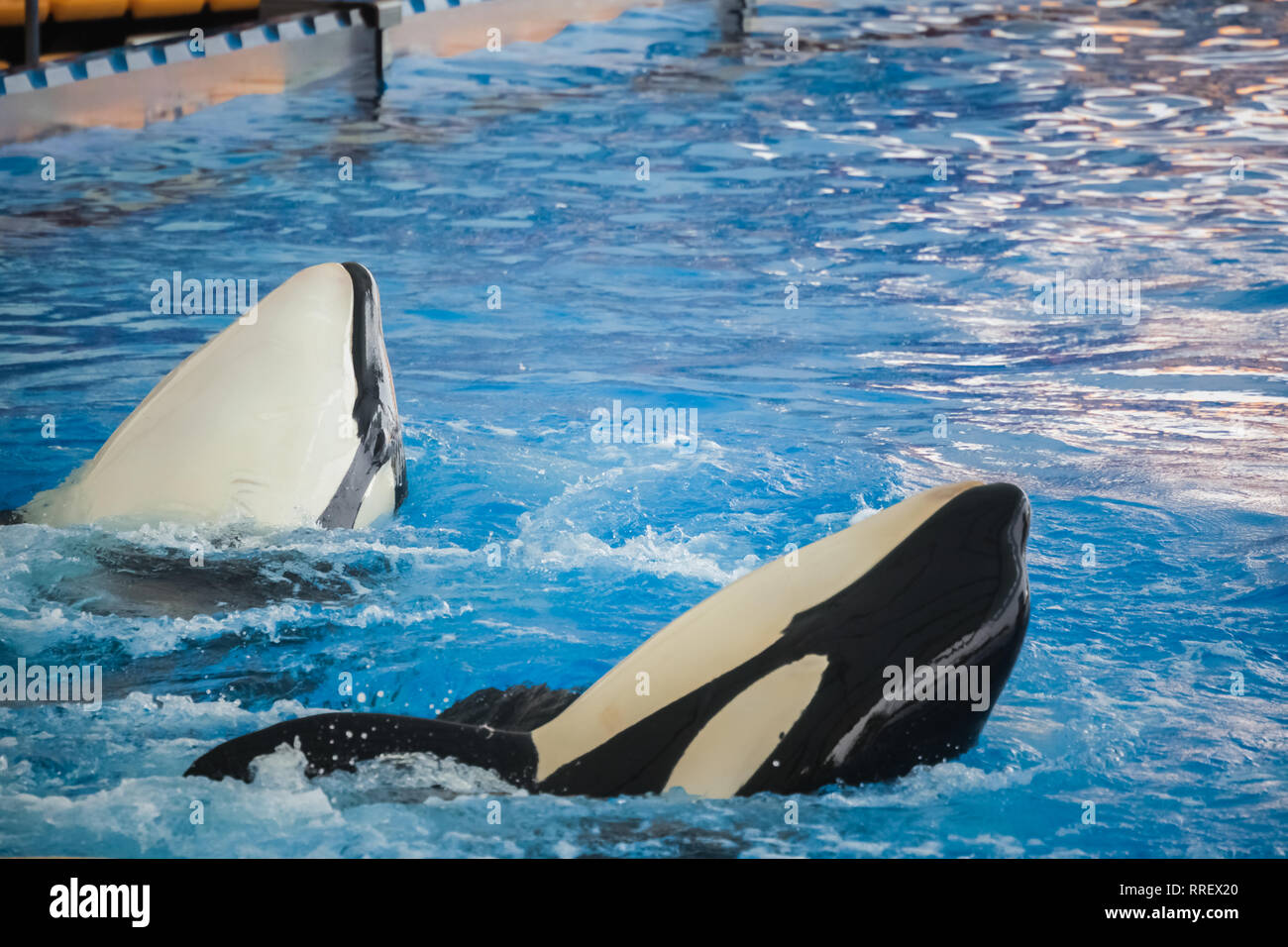 Two majestic orcas in water during show, Tenerife, Spain Stock Photo ...