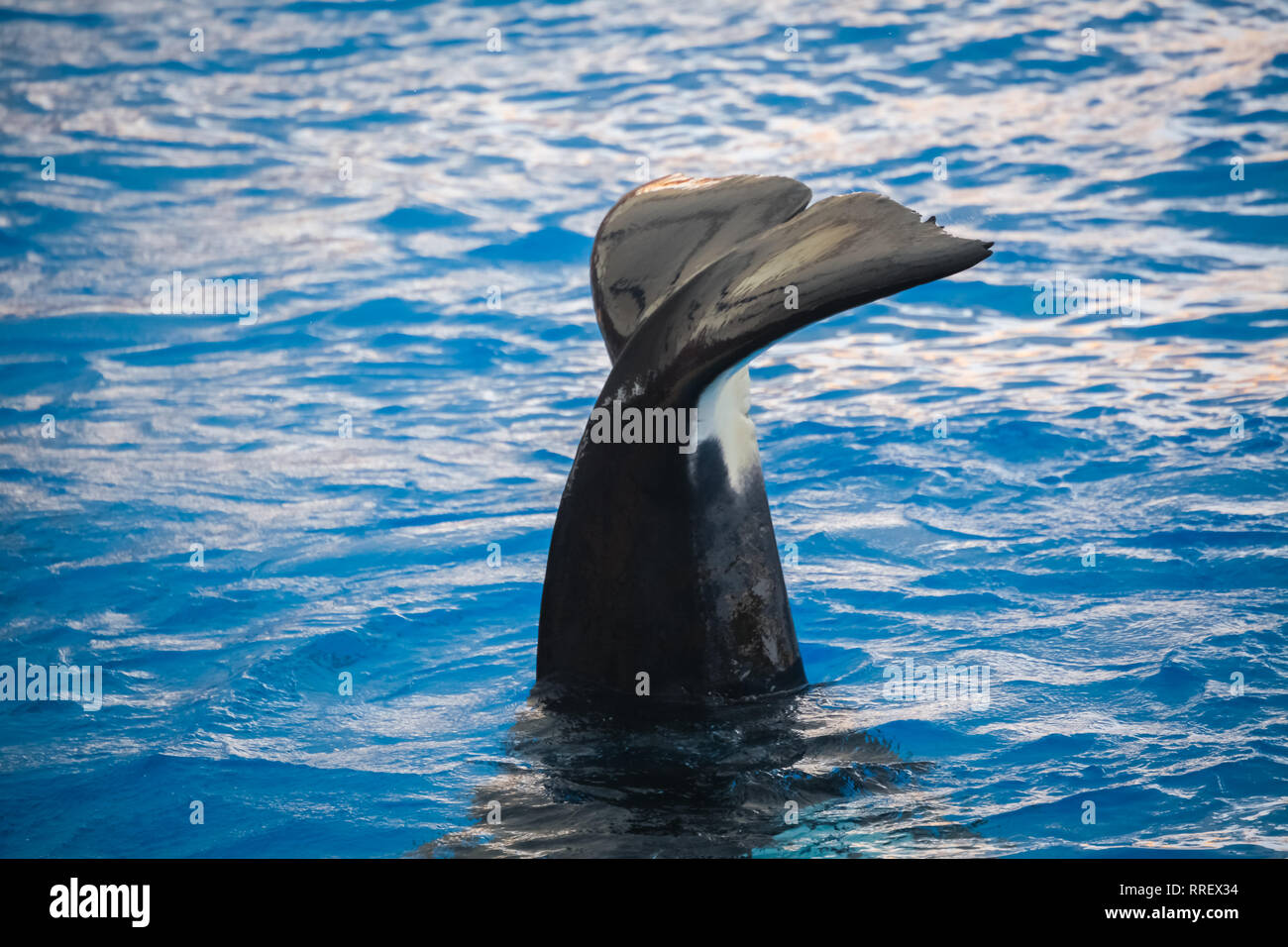 Orca killer whale waving its tail above the surface of the deep sea ...