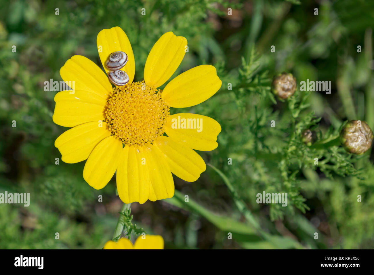 Crown daisy hi-res stock photography and images - Alamy