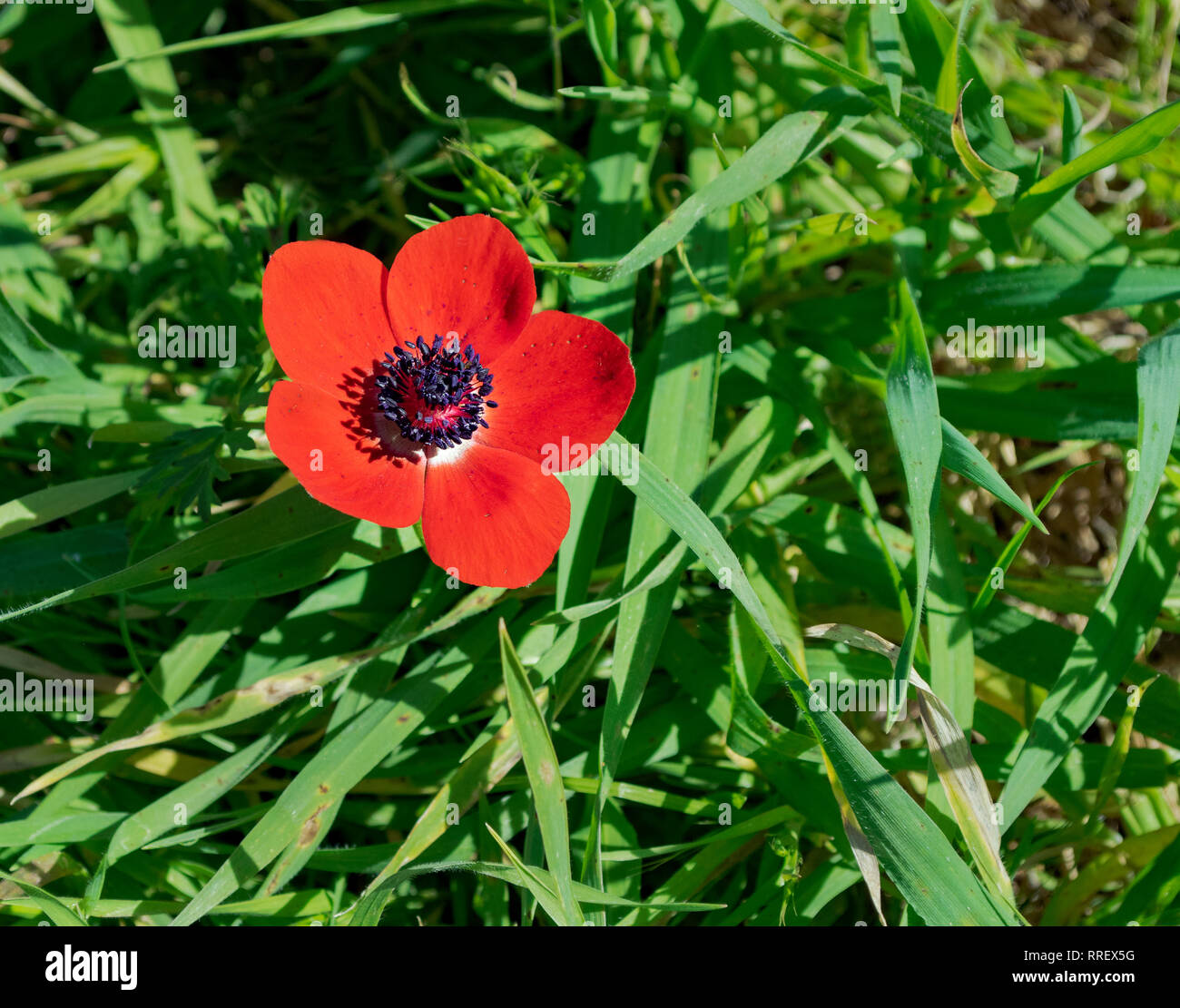 a single red crown anemone growing out of a field of wild grasses in ...