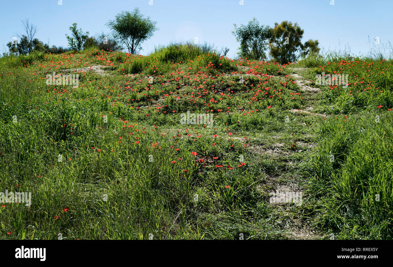 a hillside in the ruhama forest in israel covered with red crown ...