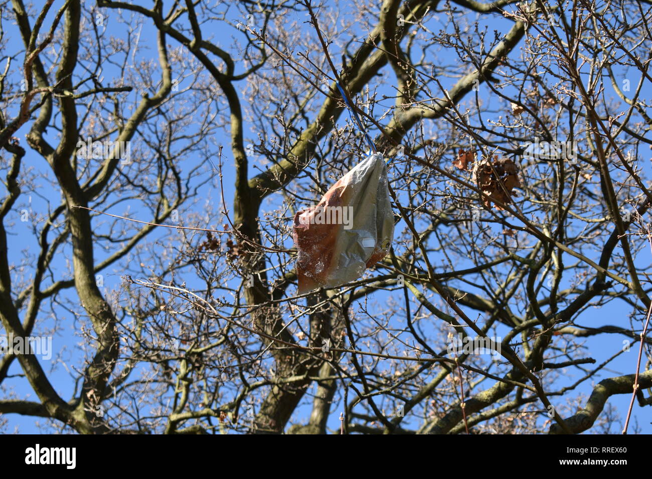 Large crisp packet in the branches of a tree. Spring growth on budding ...