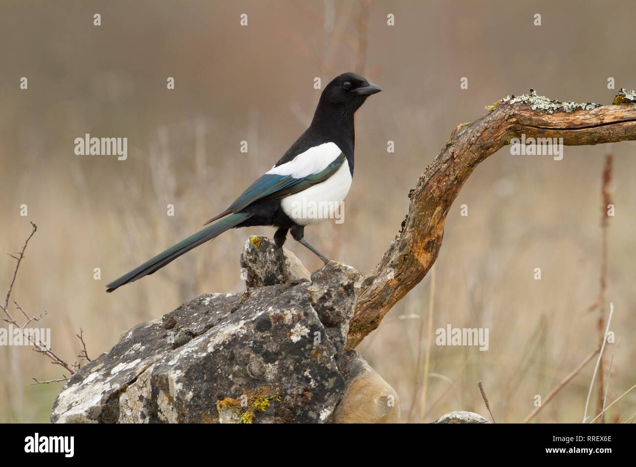 Common Magpie (Pica pica) in Cantabria (Spain Stock Photo - Alamy