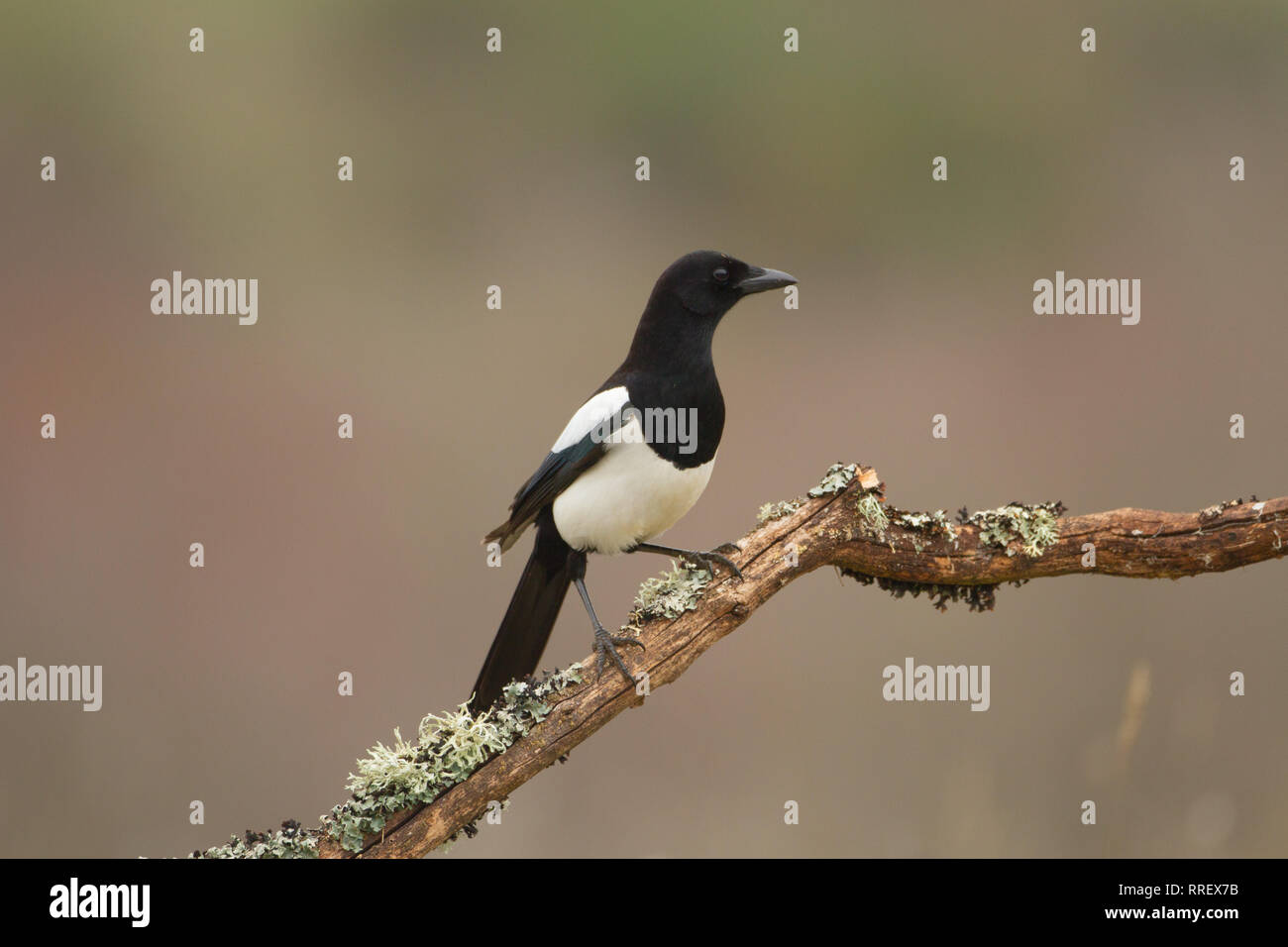 Common Magpie (Pica pica) in Cantabria (Spain Stock Photo - Alamy