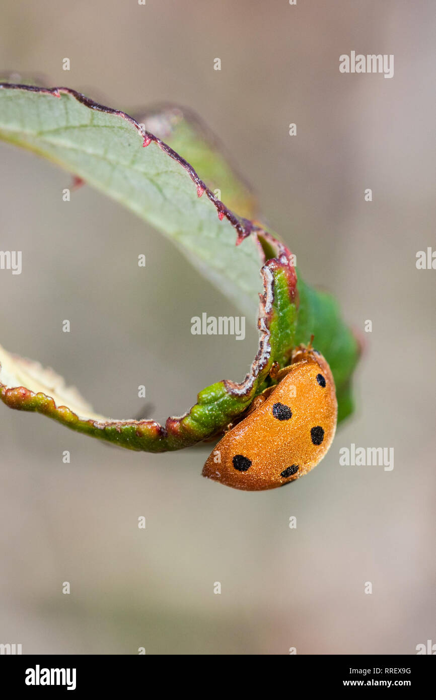 Adalia decempunctata hi-res stock photography and images - Alamy