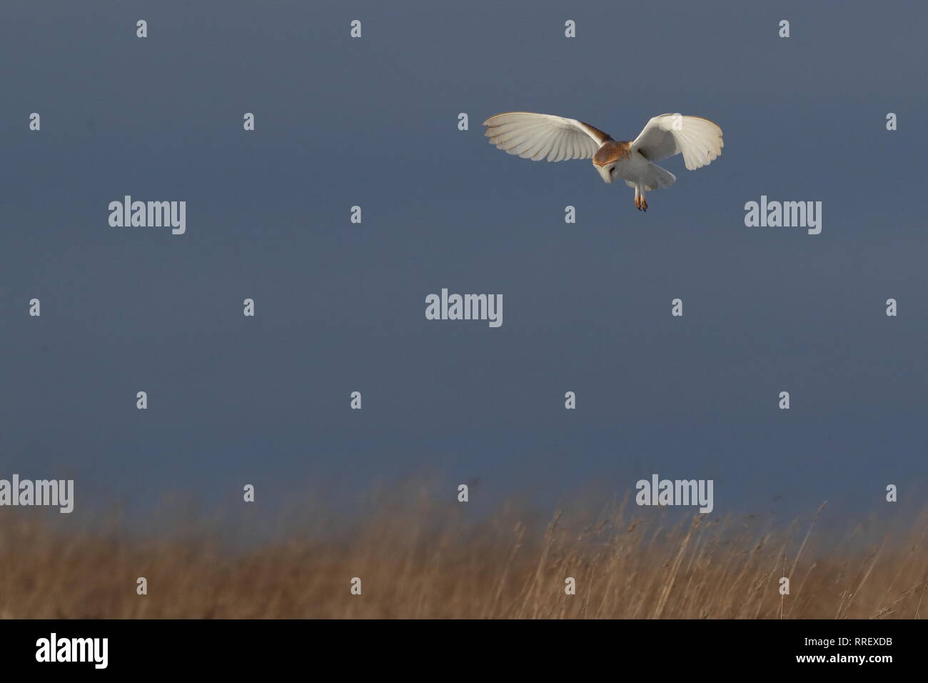 Hunting Barn Owl Stock Photo - Alamy