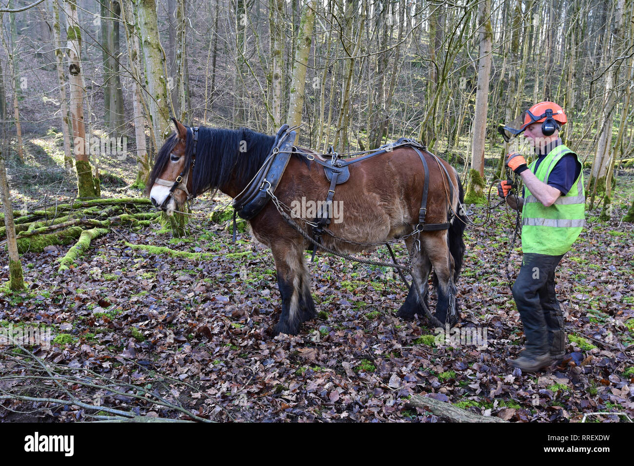 Clydesdale horse log hi-res stock photography and images - Alamy