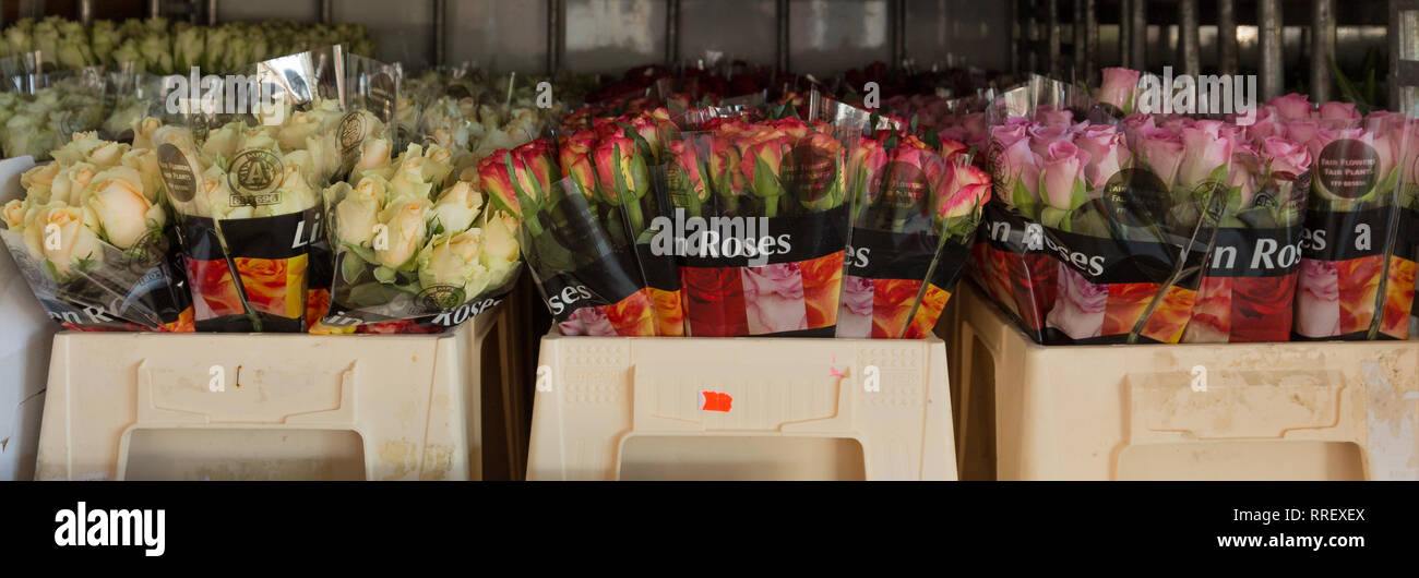 Roses waiting for Valentine's day to be sold for lovers and romantic ...
