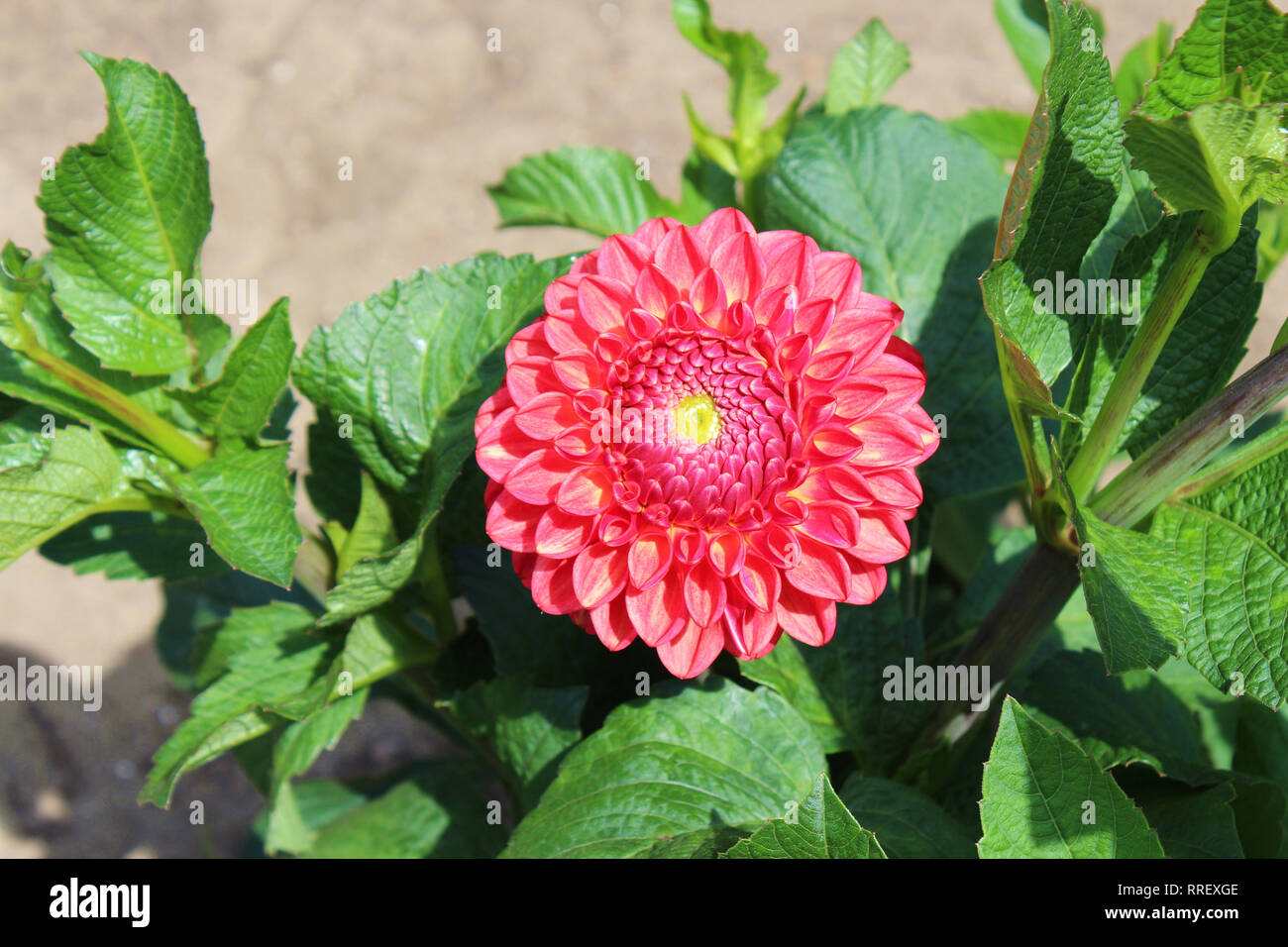 Close up of Eden Predator Dahlia in full bloom Stock Photo - Alamy