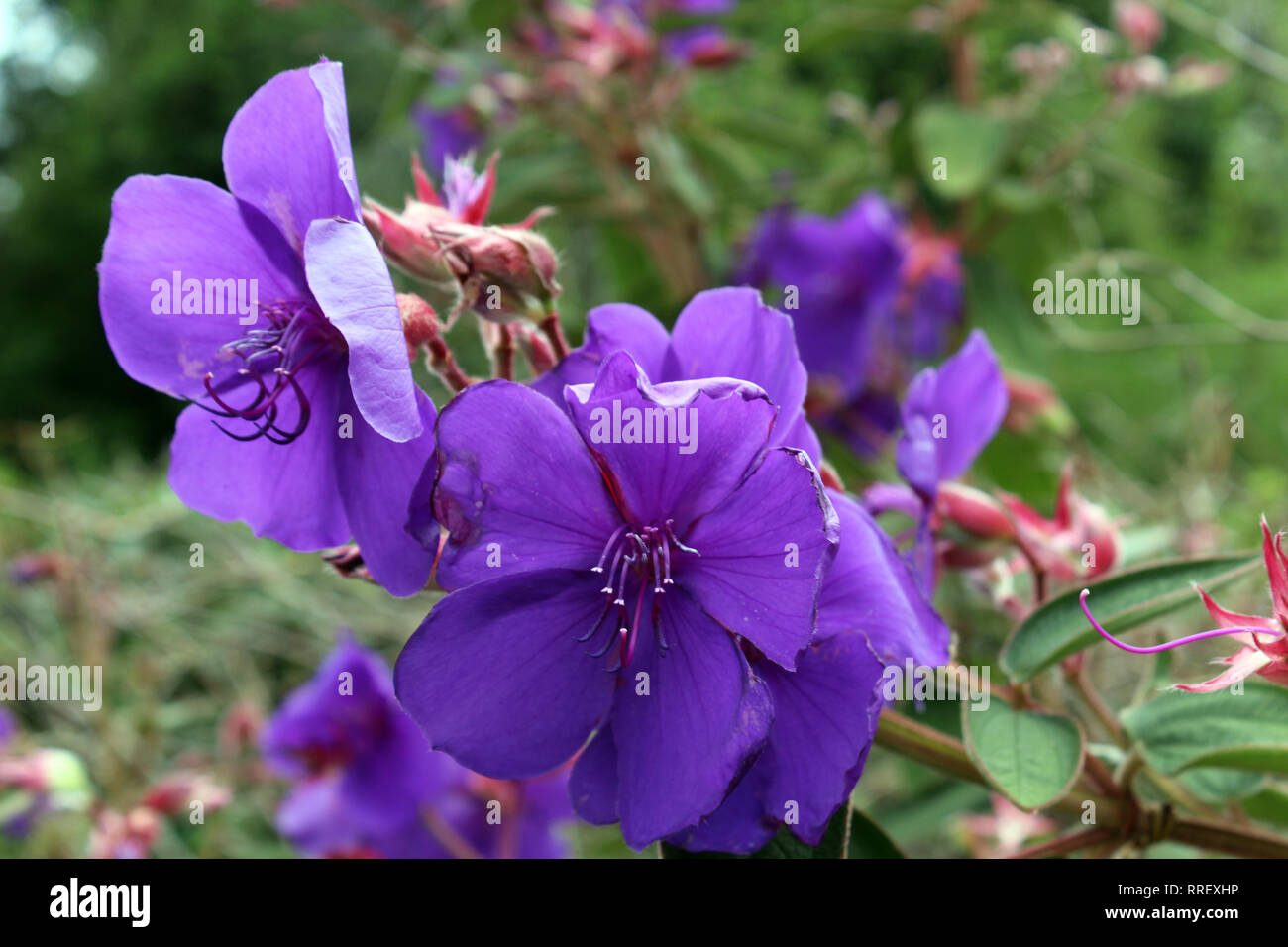 Purple princess flower hi-res stock photography and images - Alamy