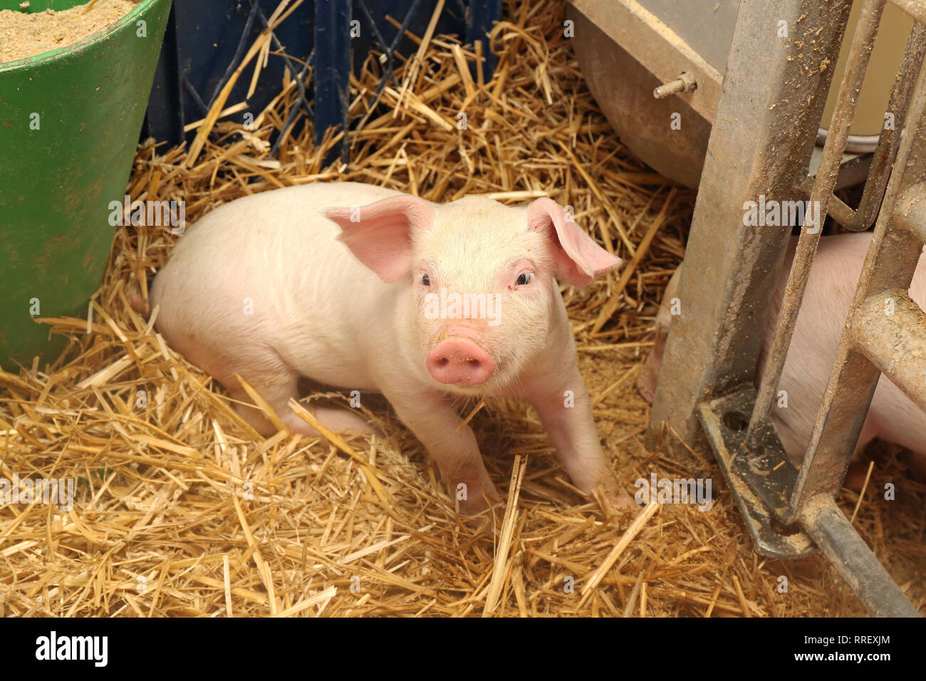 One Small Piglet in Straw at farm Stock Photo - Alamy