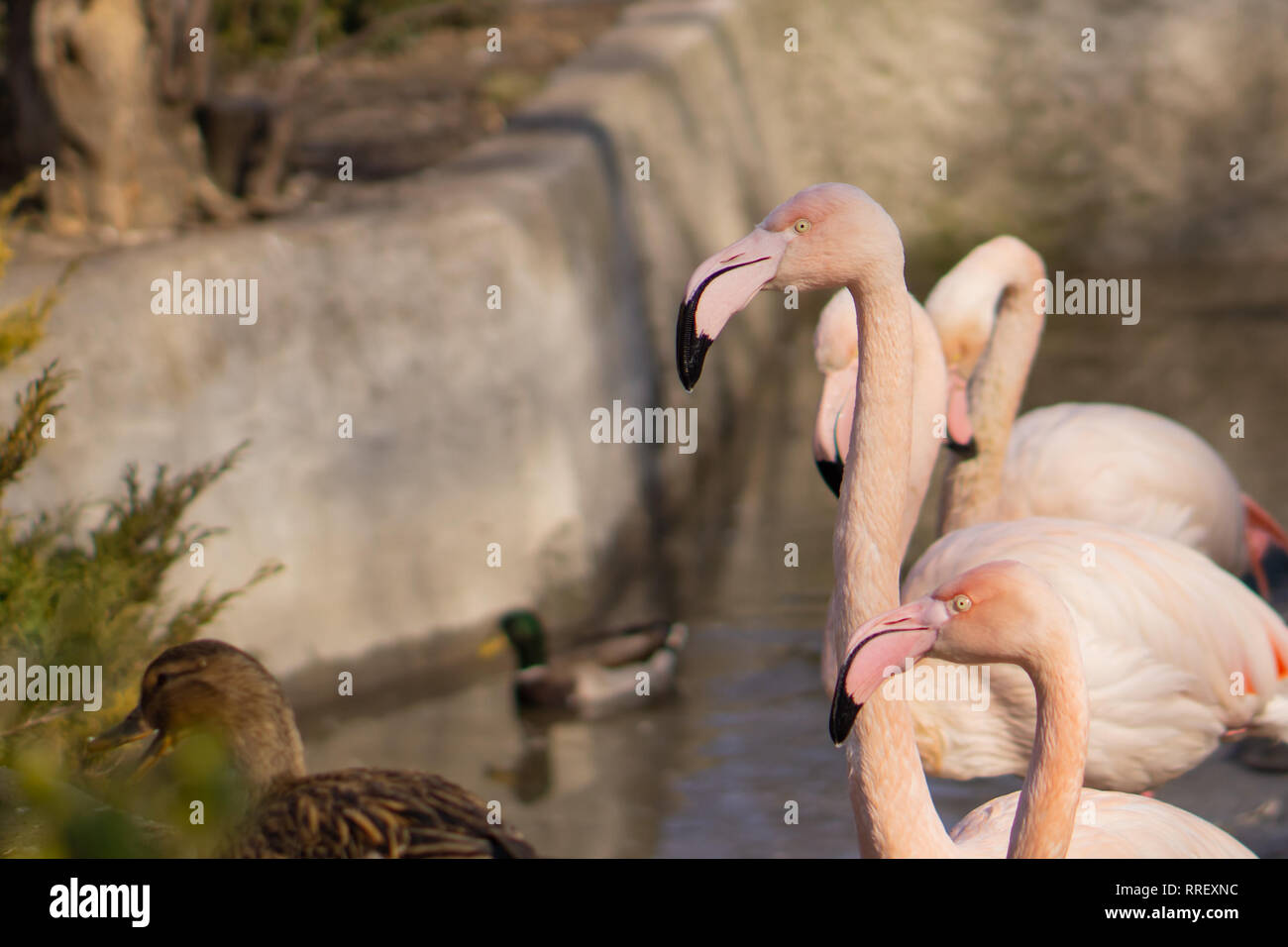 Pink flamingo. Beautiful birds in the city park on a sunny day Stock ...