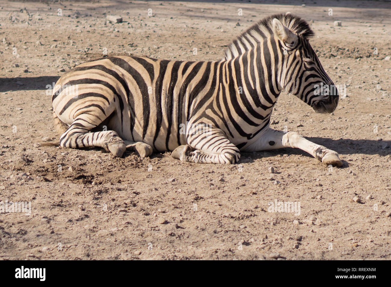 Zebra. Beautiful animals in the city park on a sunny day Stock Photo ...