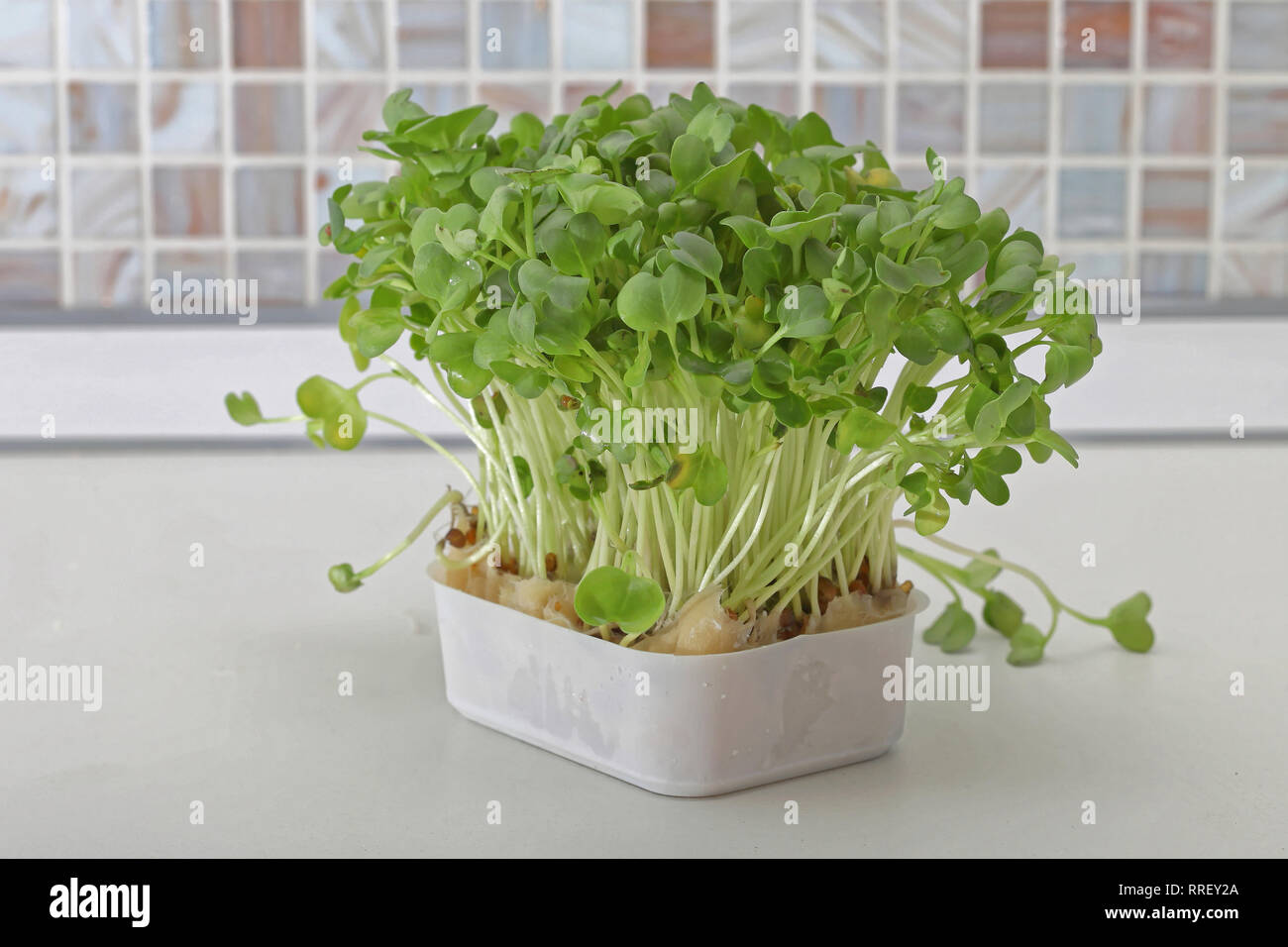 Fresh Edible Healthy Watercress in Box Stock Photo - Alamy