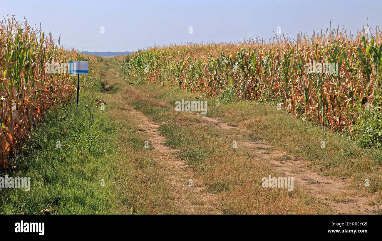Dirt Road Through Corn Field for Agricultural Use Stock Photo - Alamy
