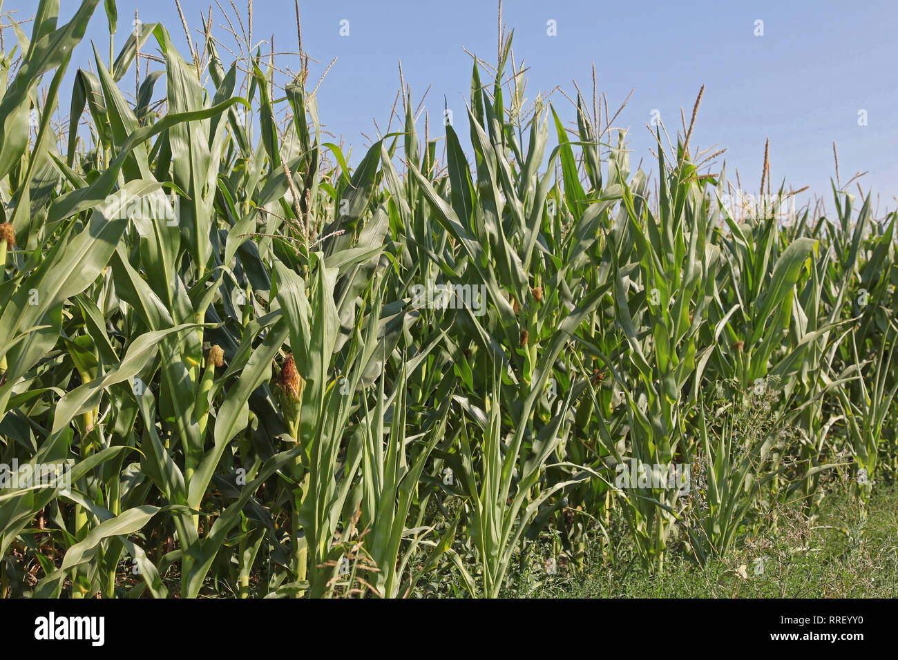 Full grown maize plants hi-res stock photography and images - Alamy