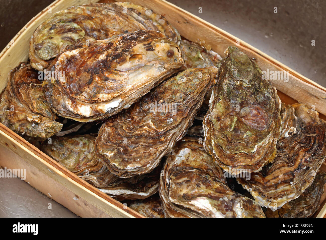 Rock oysters hi-res stock photography and images - Alamy