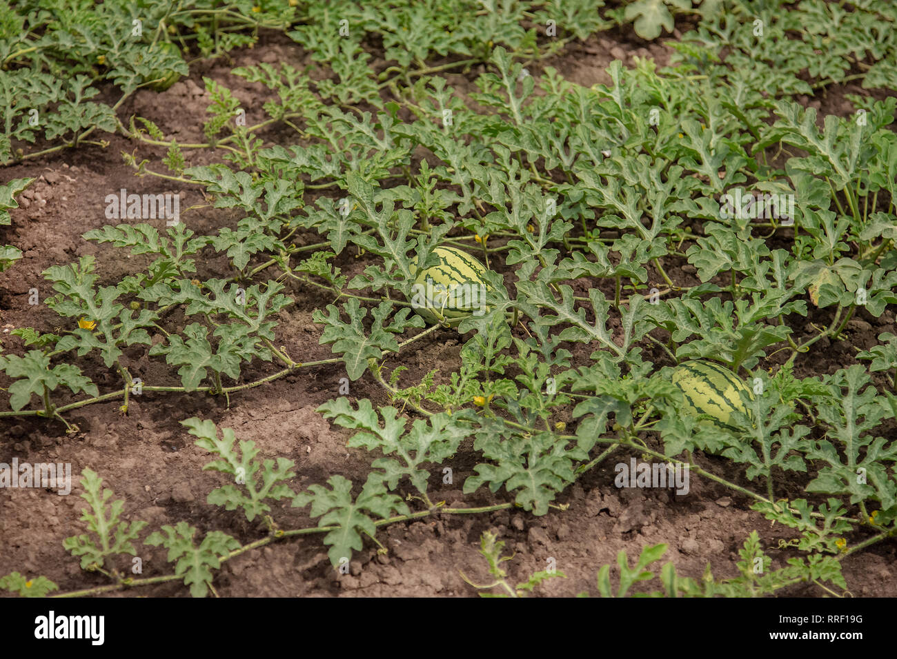 Young shoots of watermelons On the open field on the farm field ...