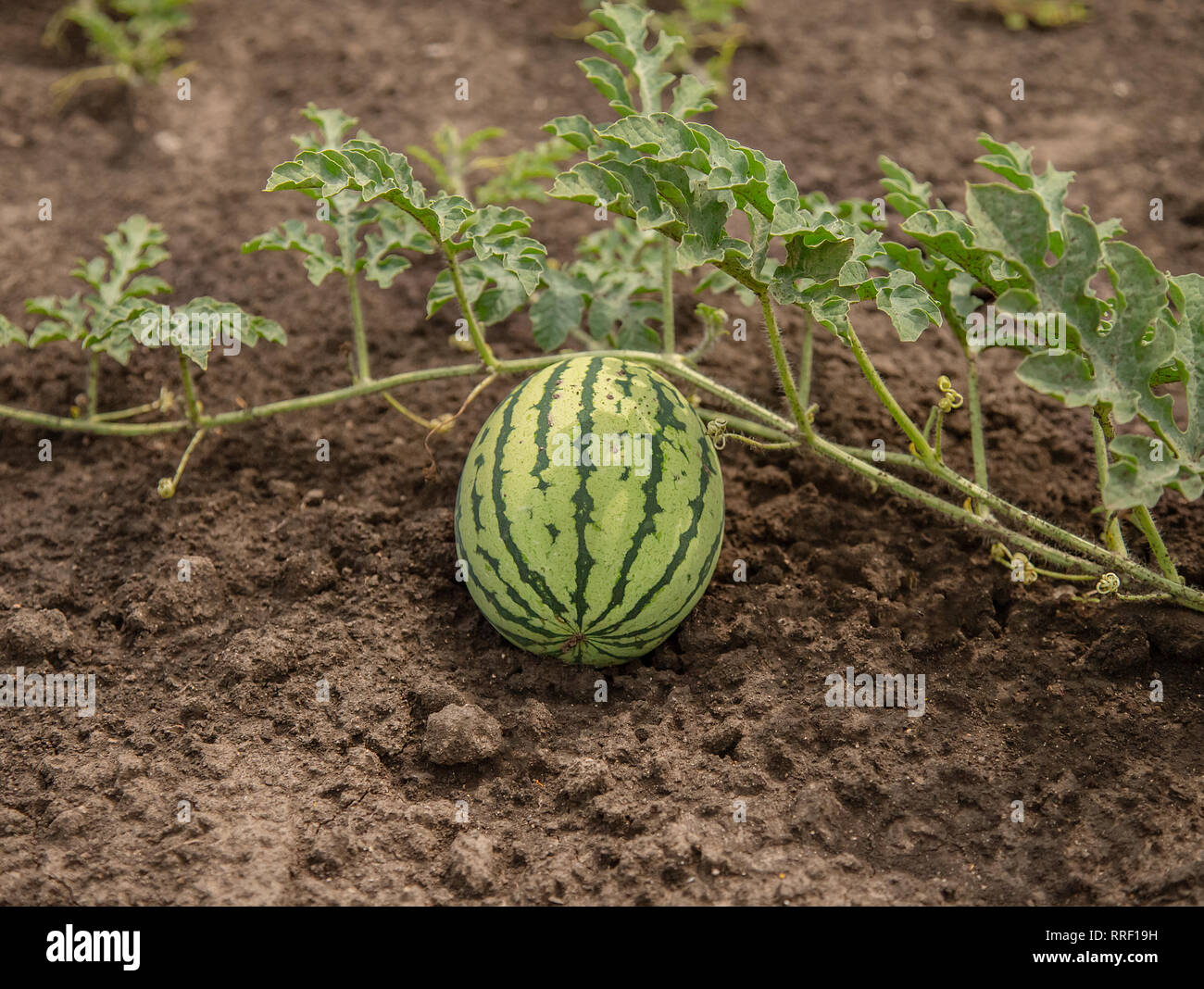 Young shoots of watermelons On the open field on the farm field ...