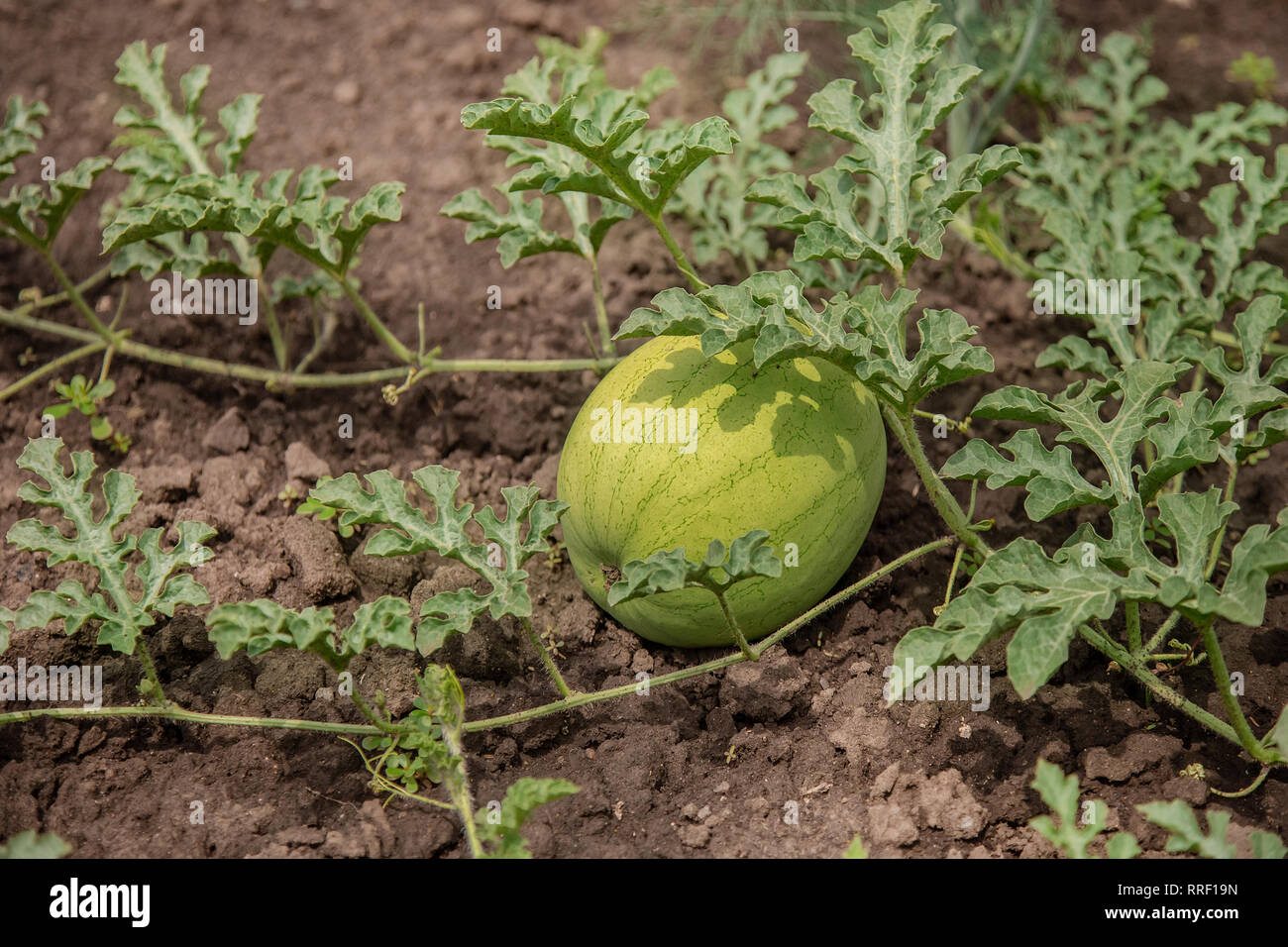 Young shoots of watermelons On the open field on the farm field ...