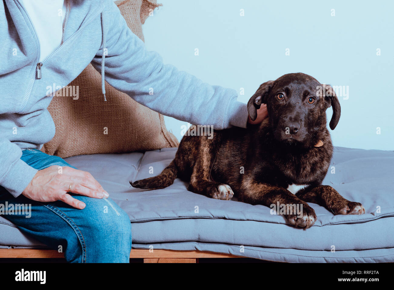 Faceless man sitting on bed with charming dog giving tender stroke ...