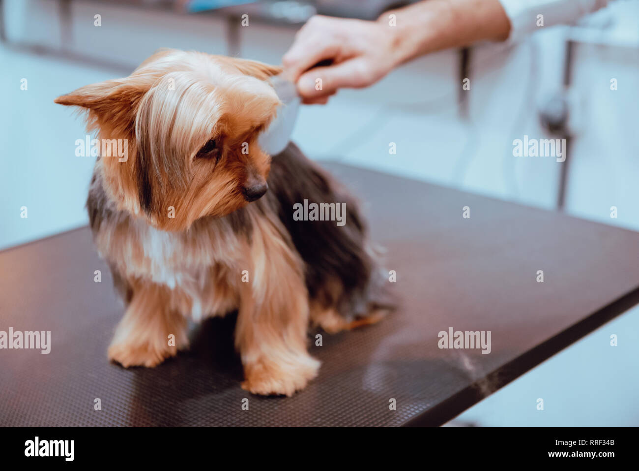 Crop groomer trimming fur of little dog Stock Photo - Alamy