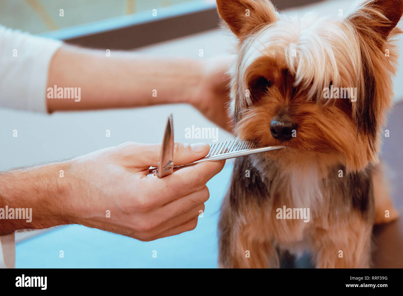 Crop groomer trimming fur of little dog Stock Photo - Alamy