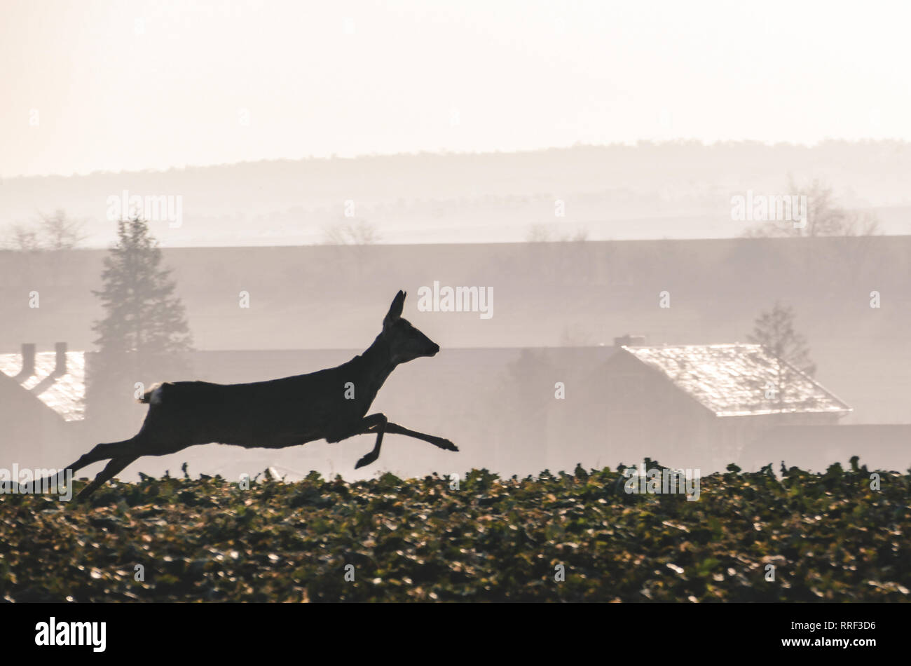 Roe deer running and jumping in the misty field with village and trees ...