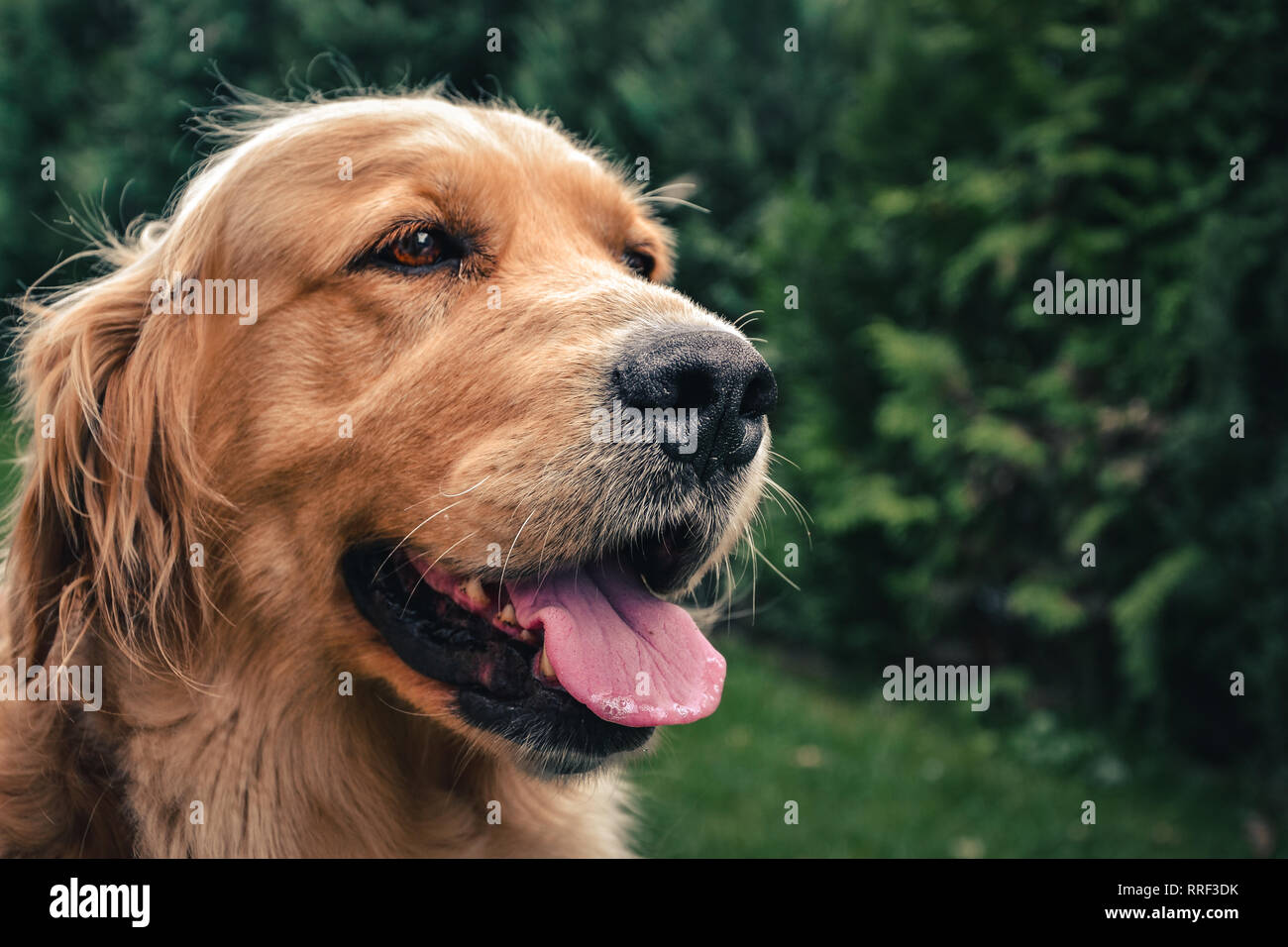 Female golden retriever hi-res stock photography and images - Alamy