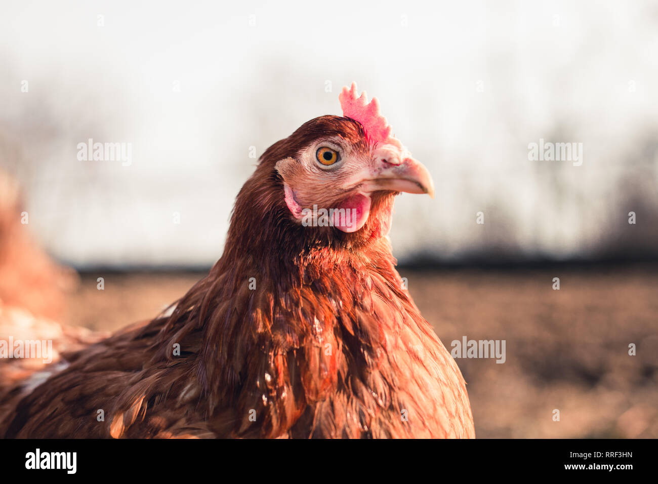 Close up portrait (blurred background) of brown hen in the garden on ...