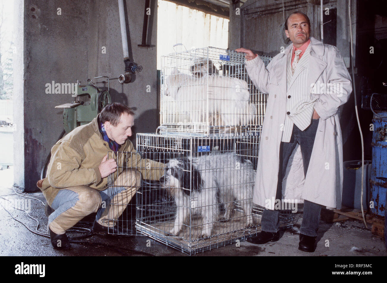 ALLE LIEBEN WILLY WUFF- Willy Wuff ist auf der Suche nach dem ...