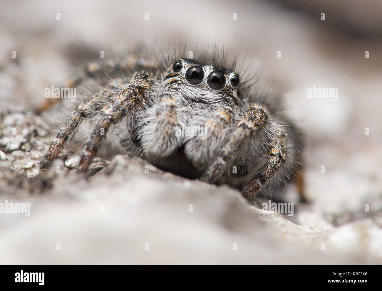 Wildlife macro photo of Jumping spider Philaeus chrysops Stock Photo ...